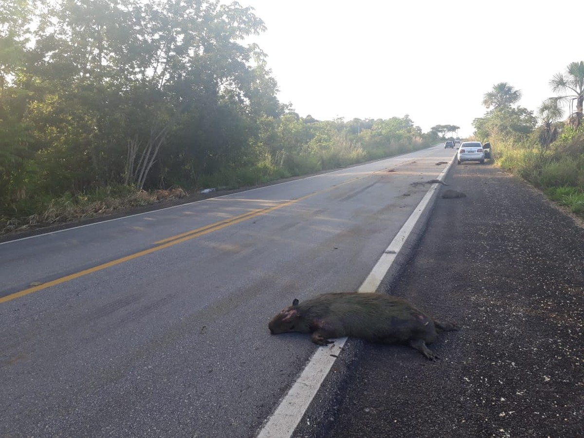 Oito capivaras são atropeladas e morrem na BR-174, no Sul de RR ...