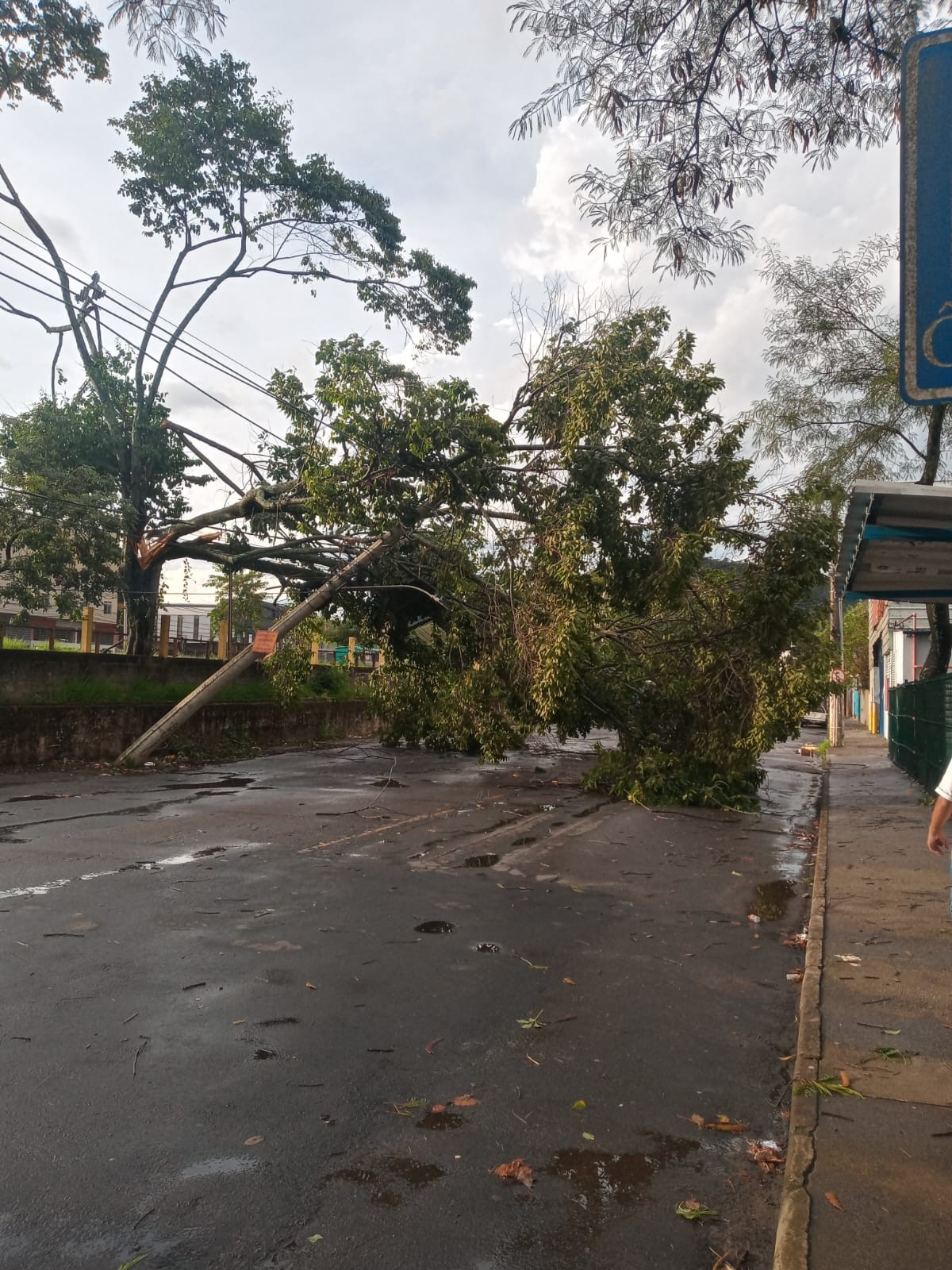 VÍDEO: Temporal derruba árvores, que atingem casas e fecham BR-040, em Juiz de Fora; região ...