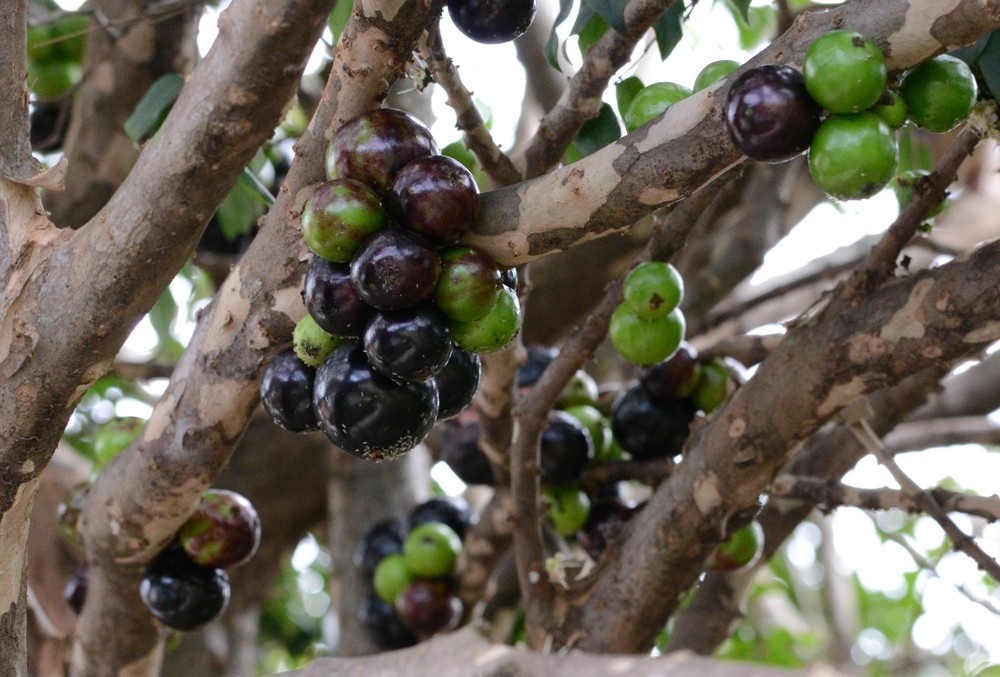 Por que a jabuticaba sempre aparece entre as melhores frutas do mundo ...