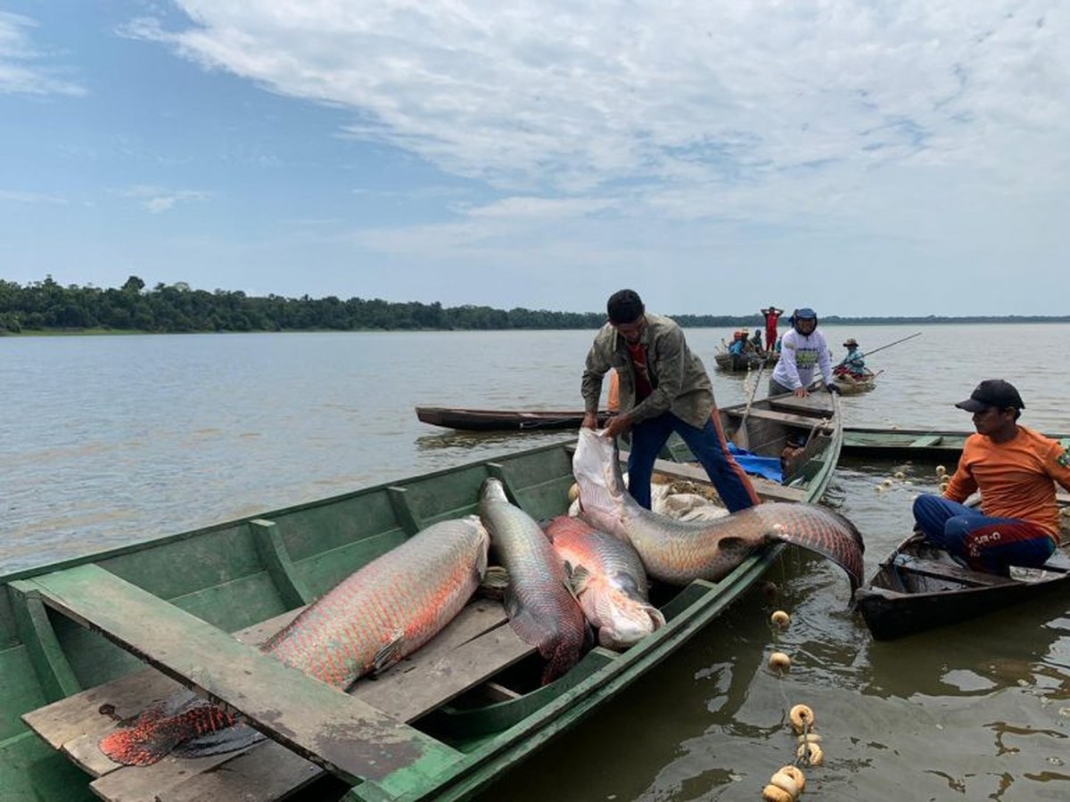 Estado anuncia R$ 8,5 milhões para a pesca no Amazonas | Amazonas | G1