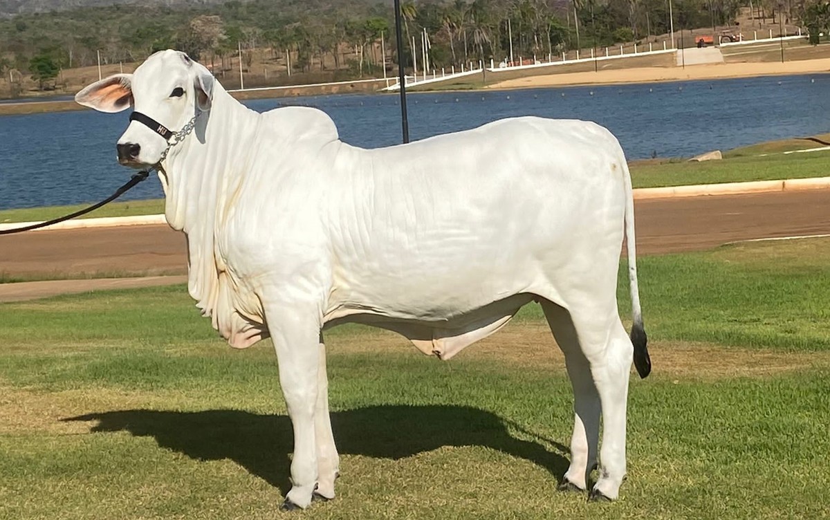Conheça os animais premiados da dupla Henrique e Juliano que disputam ...