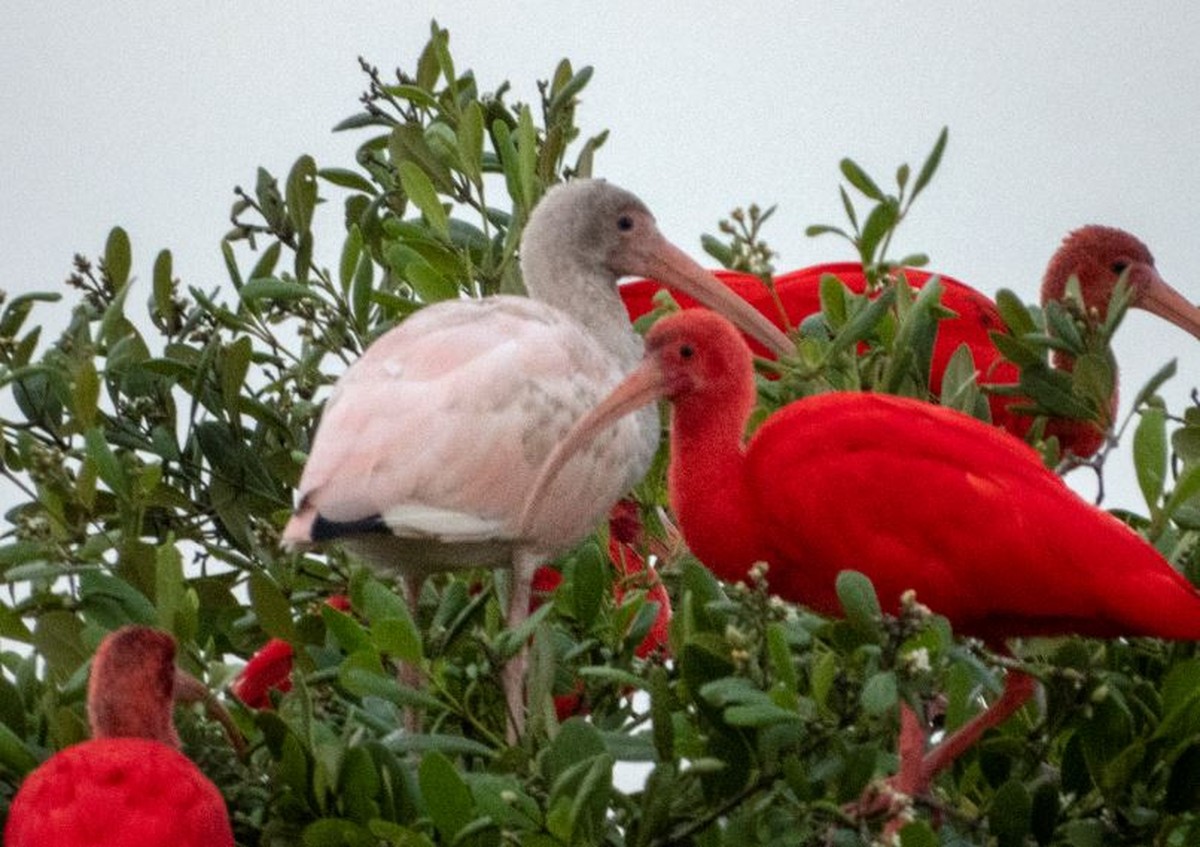 Guará com plumagem branca é flagrado no litoral do Paraná | Terra da ...