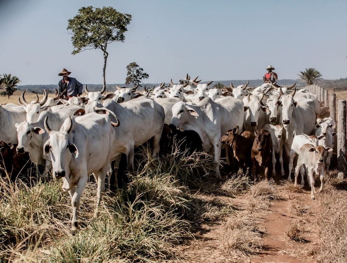 Especialistas discutem desafios e melhorias da pecuária de corte no ...