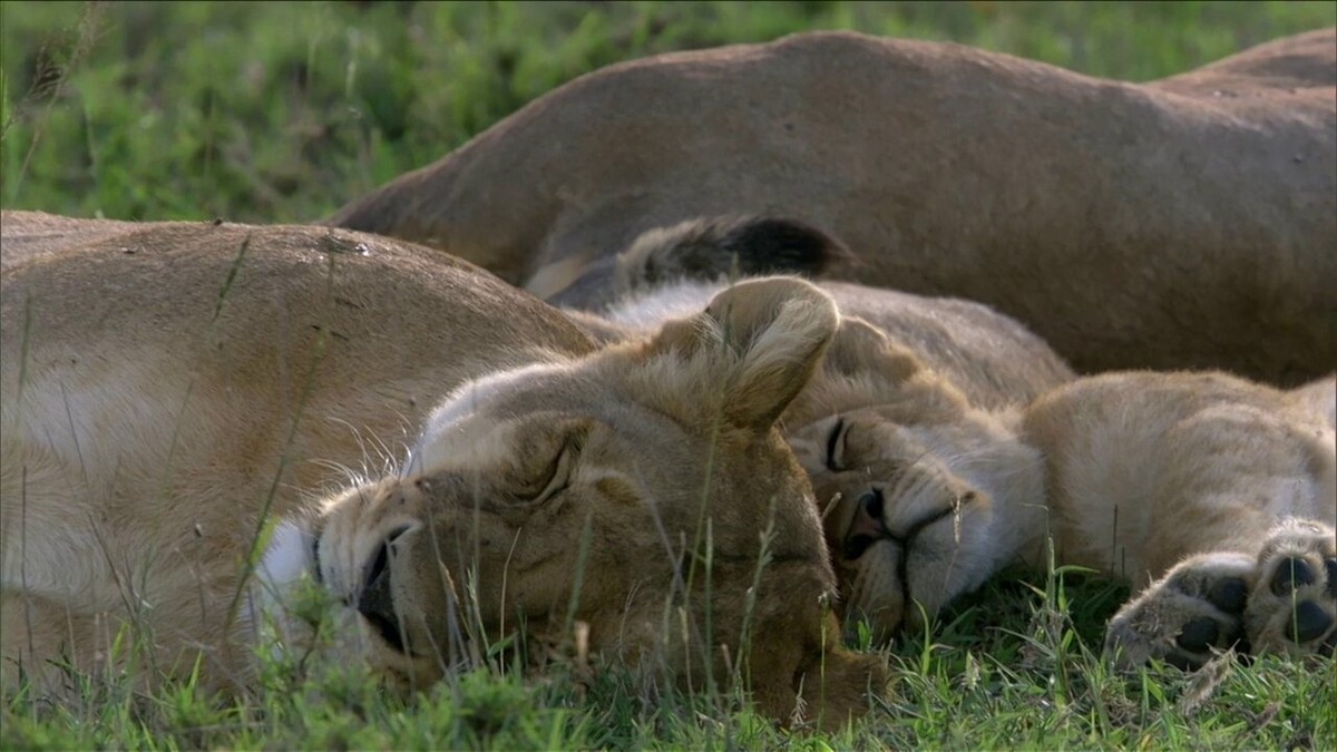Parceria Animal: os interesseiros | Como Será | G1