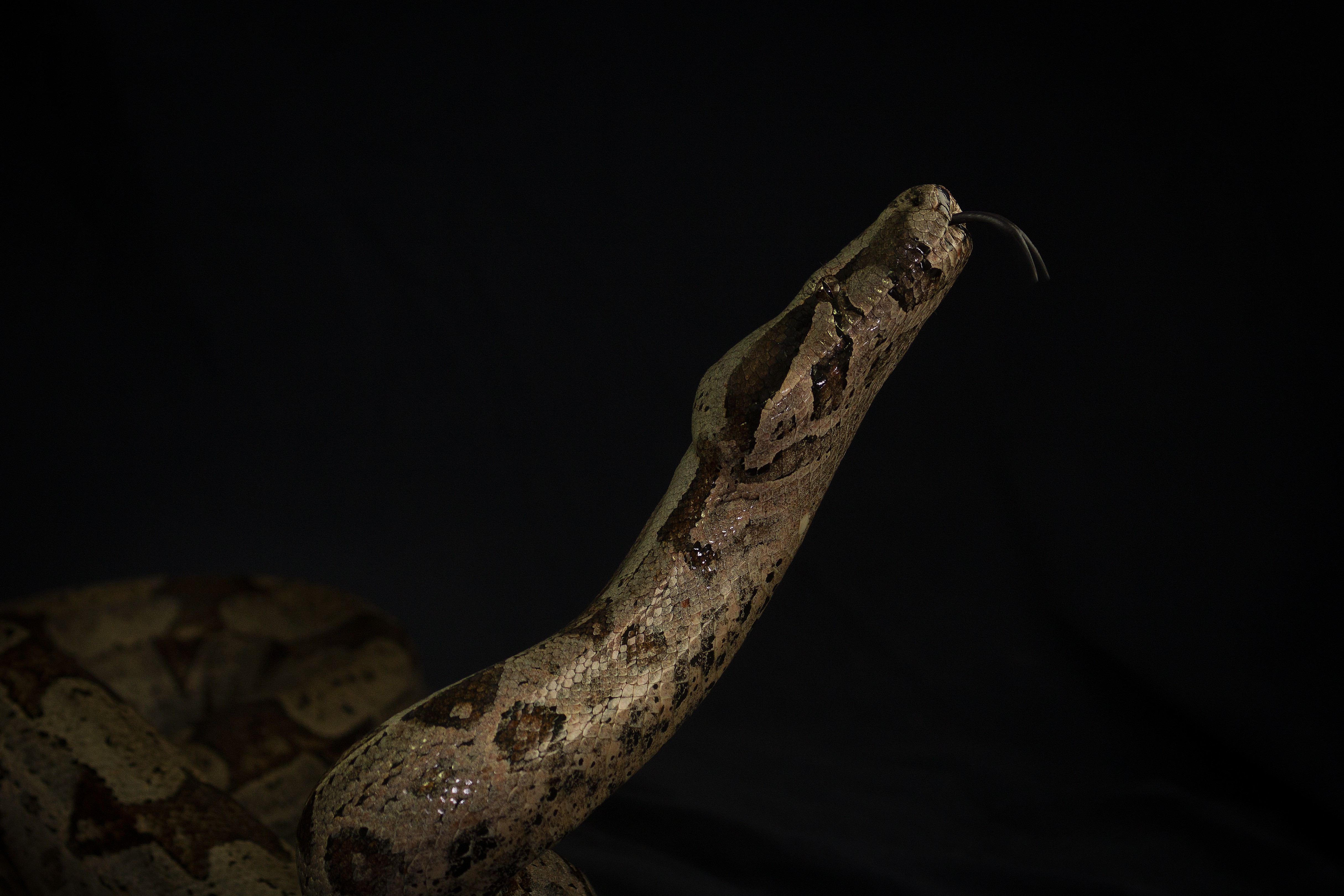 Pesquisadores brasileiros descobrem pela 1ª vez que jiboia tem ‘voz ...