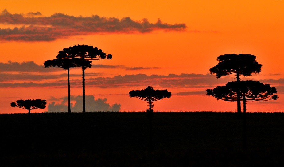 Pinhão cru e cozido apresentam variações nas propriedades nutricionais | G1