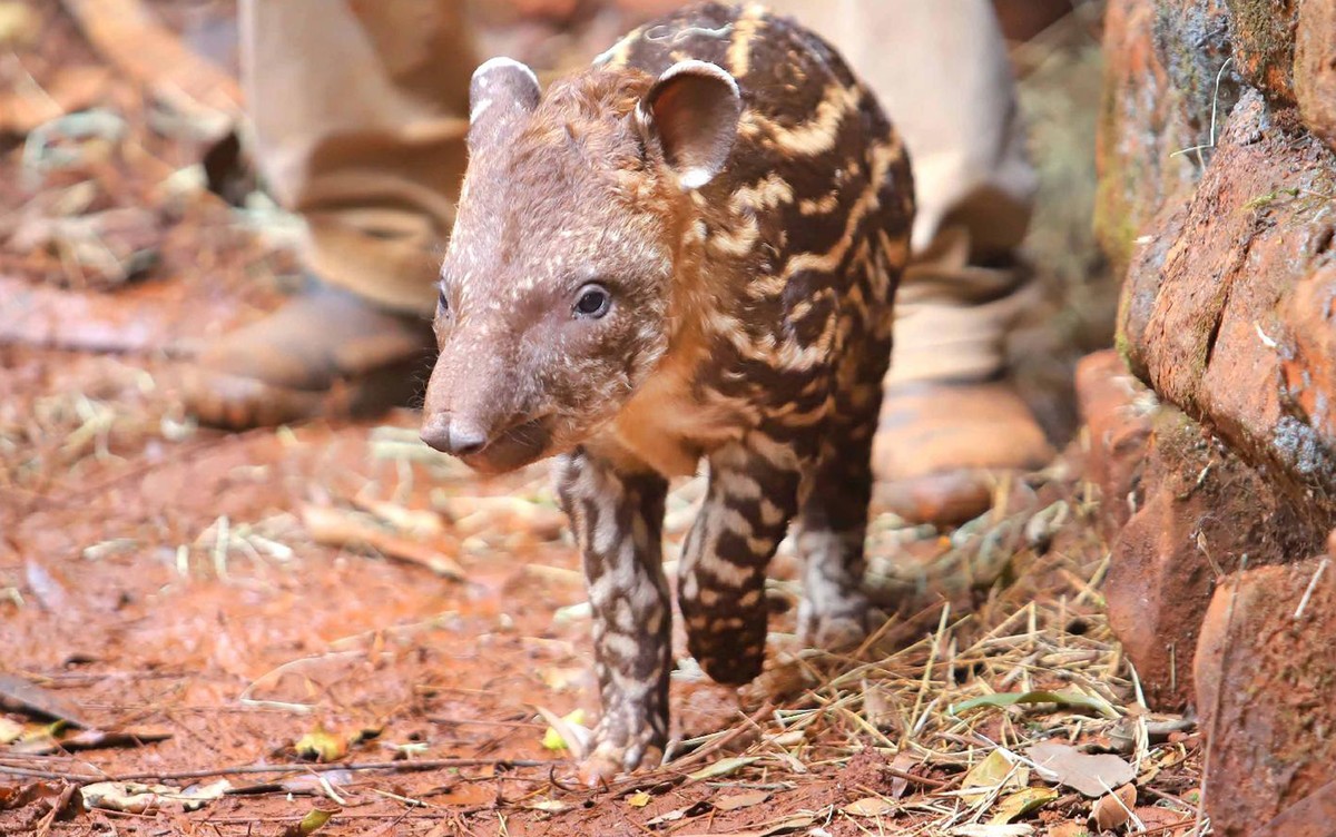 Zoo de Ribeirão Preto, SP, pede participação da população para dar ...