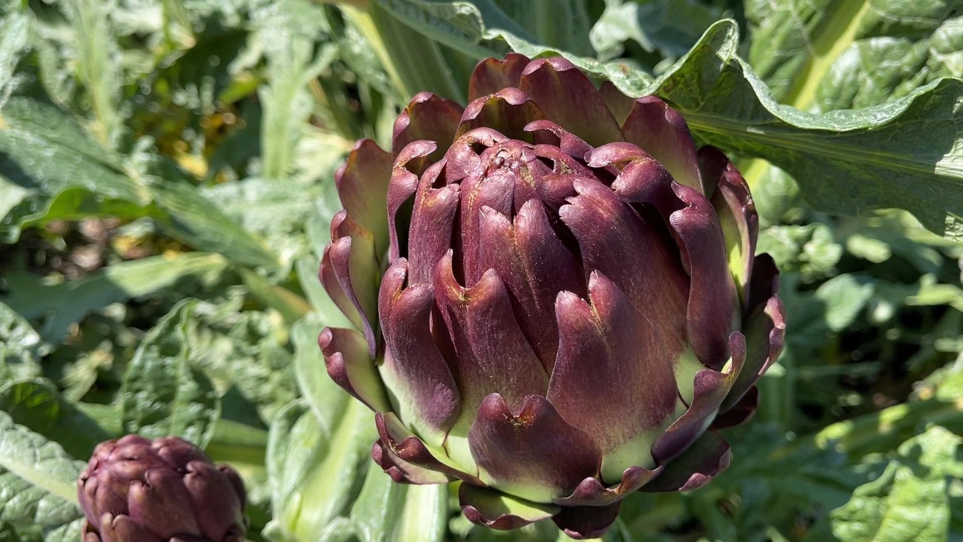 Piedade é eleita capital nacional da alcachofra | G1