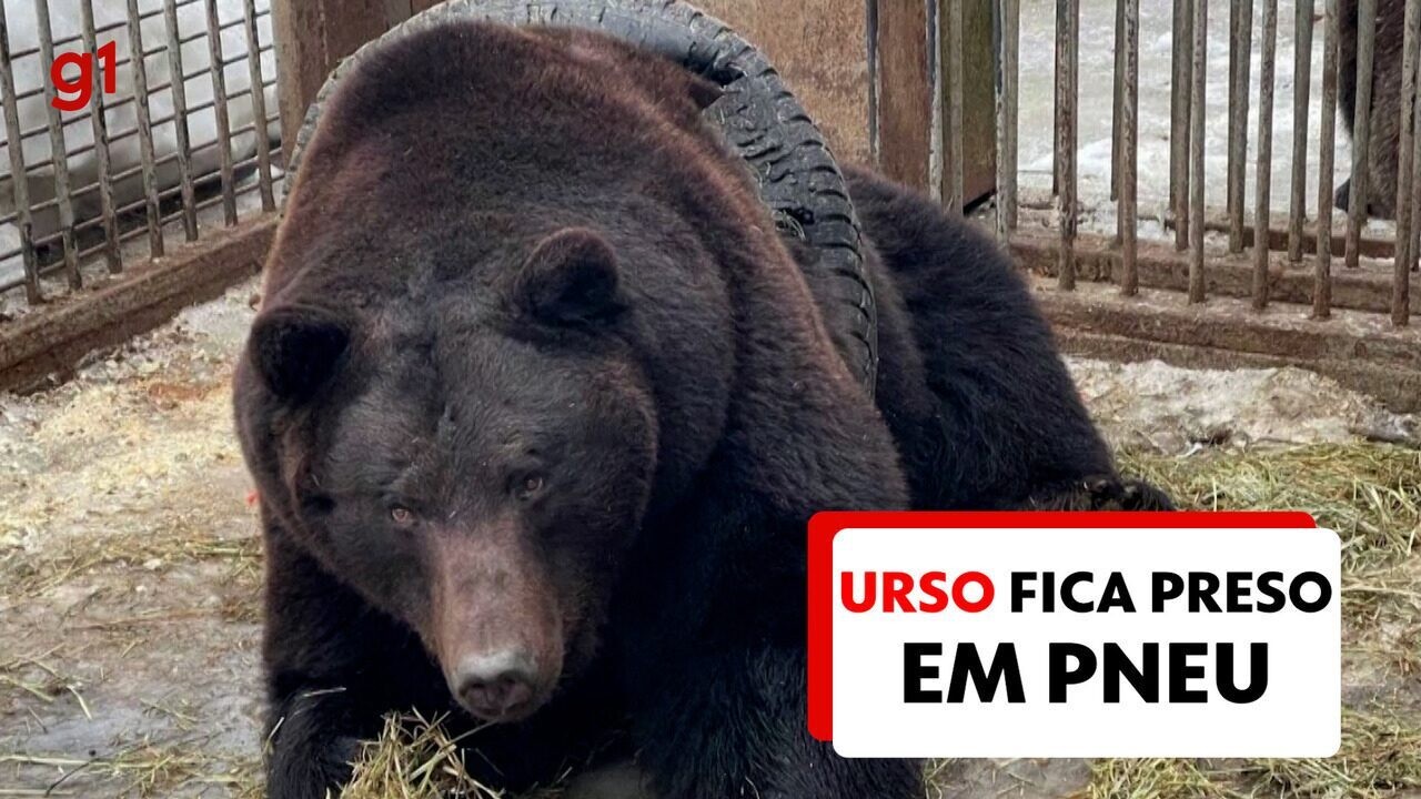 Urso fica preso em pneu de carro na Rússia; veja vídeo do resgate | Mundo | G1