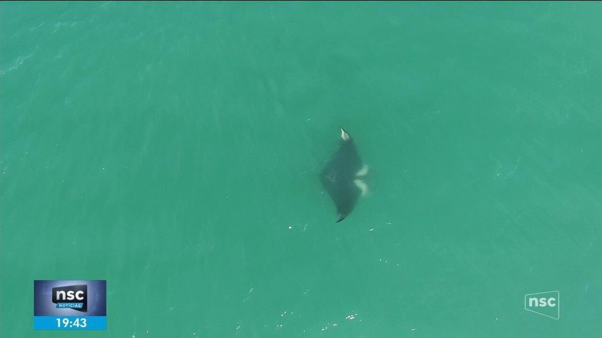 Raia ameaçada de extinção é vista no litoral de SC; VÍDEO | Santa ...