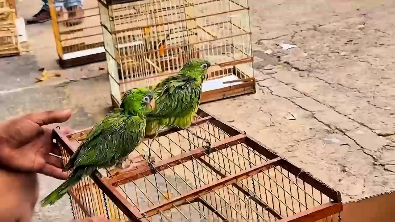 'Embala-se a dor': documentário expõe tráfico de animais em feira | G1