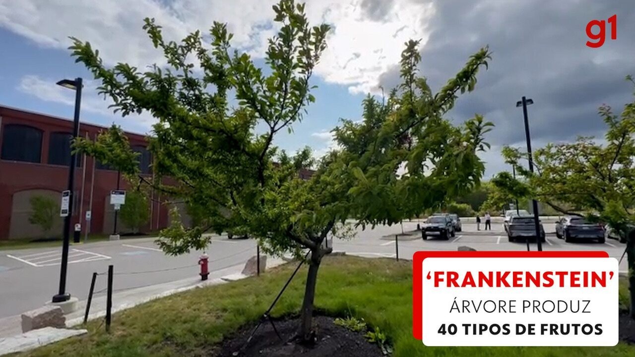 Árvore 'Frankenstein': conheça a técnica que faz planta produzir 40 ...