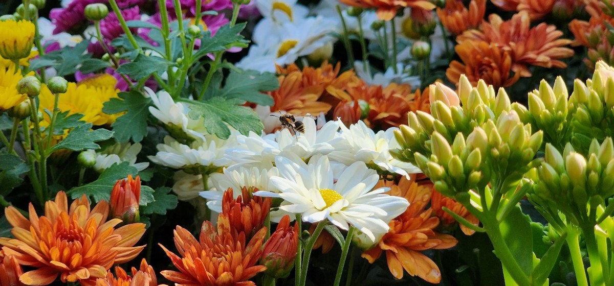 Primavera: veja quais flores plantar durante a estação mais colorida do ...