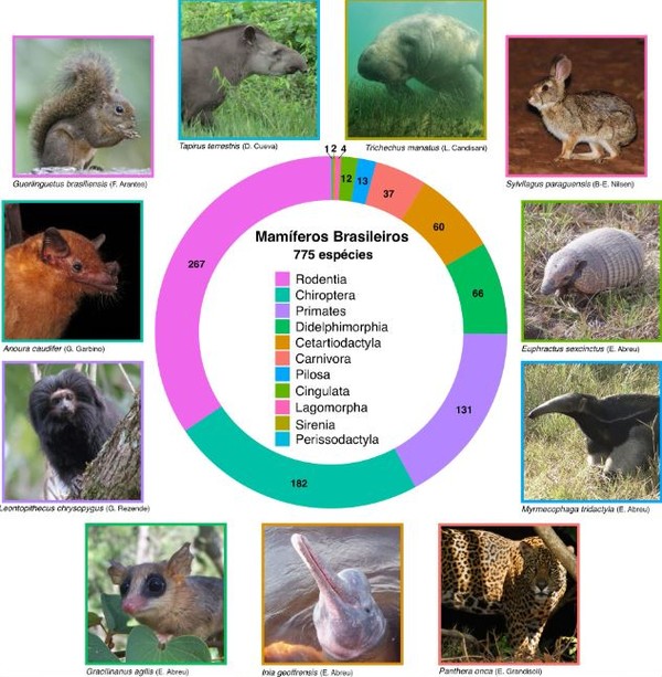 Lista De Mamiferos Marcelo Hübel: Mastofauna Lista Anotada Dos