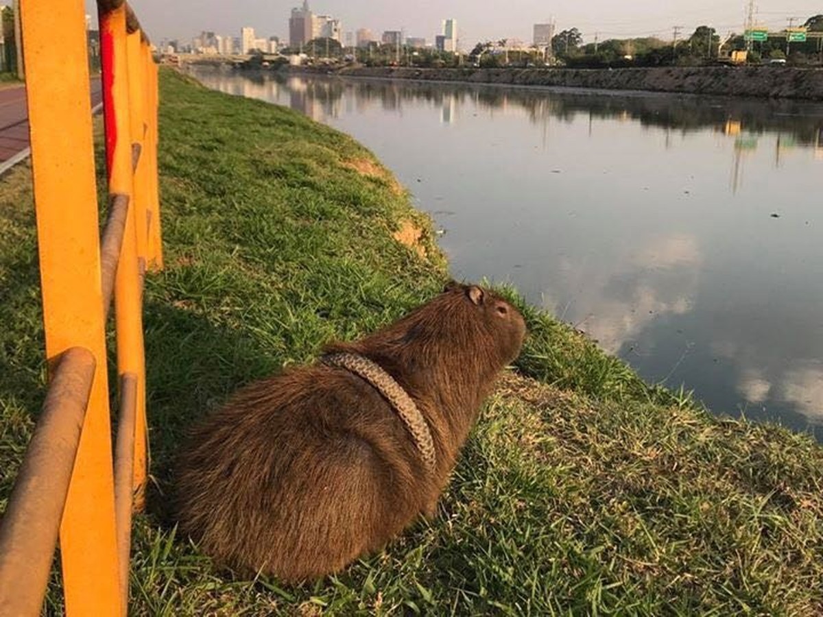 Prefeitura de SP tenta resgatar capivara com pneu preso ao corpo à ...
