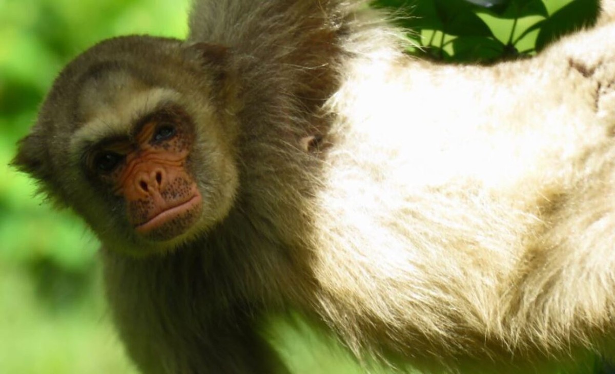 “Dronequi” é aliado na procura pelo maior macaco das Américas | Terra ...