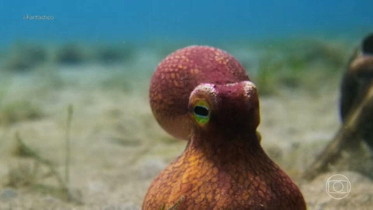 'Bichos Espiões': veja a vida no fundo do mar e a batalha para achar ...