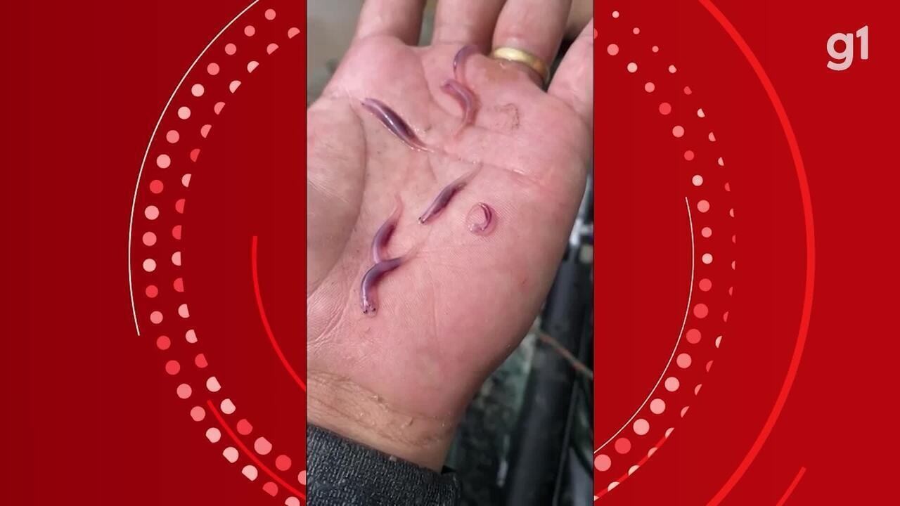 Candiru-verdadeiro: conheça o peixe amazônico que se alimenta de sangue ...