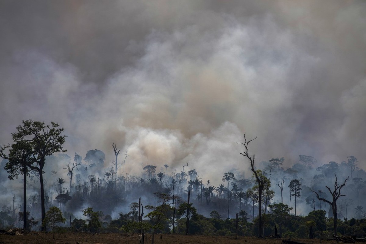 Floresta tropical, savana e tundra sofrem com aumento de queimadas em ...