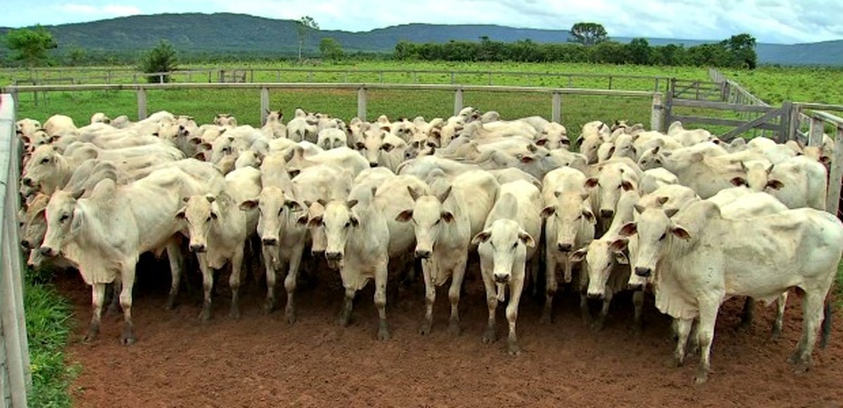MT abate 5 milhões de cabeças de gado em 2018, cerca de 9% a mais que ...