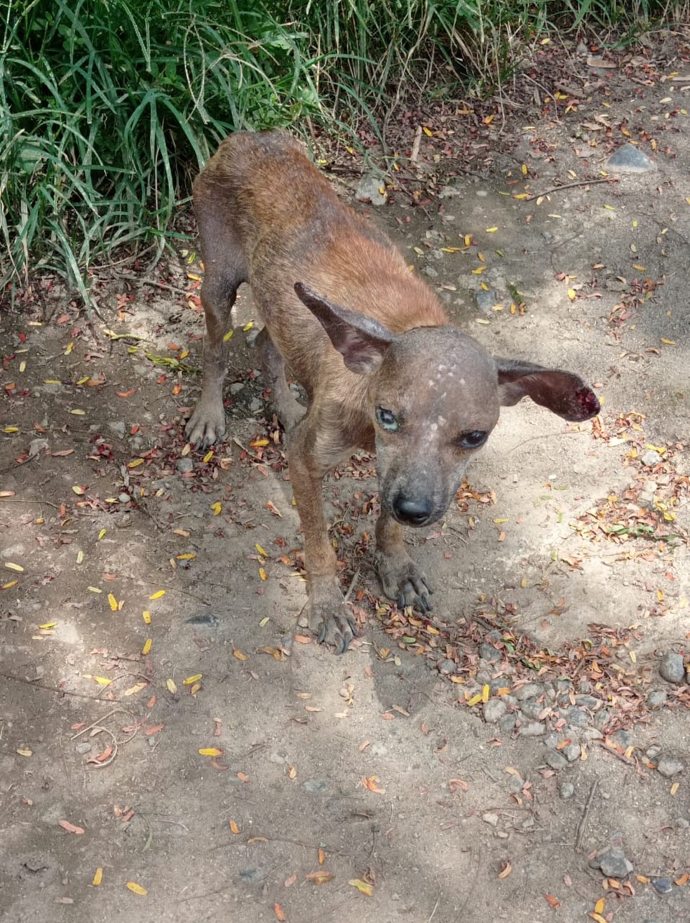Cachorros Matando Pessoas Hiperadrenocorticismo Em Cães: O Que É E