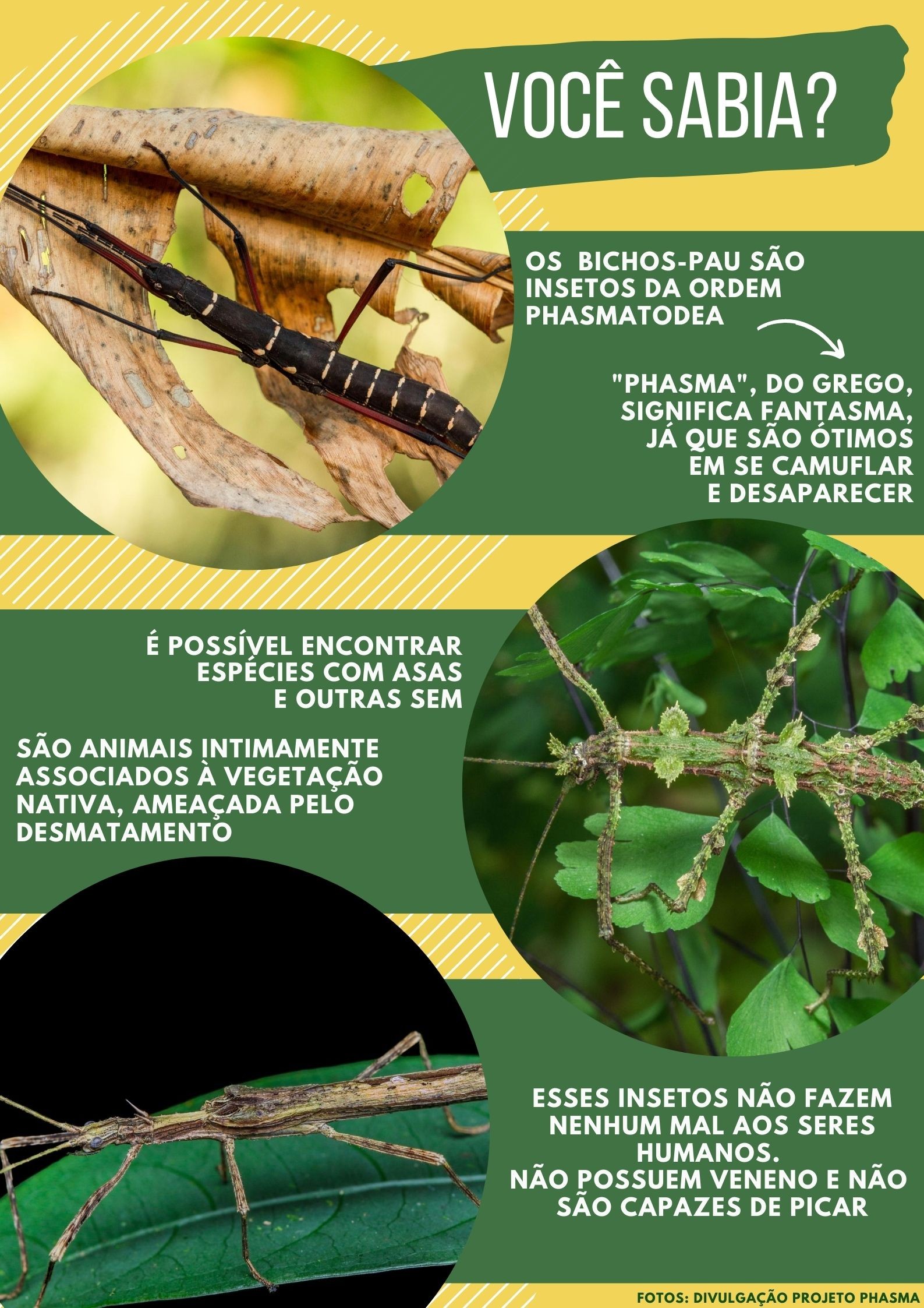 Planeta possui 3 mil espécies de bicho-pau; conheça detalhes dos ...