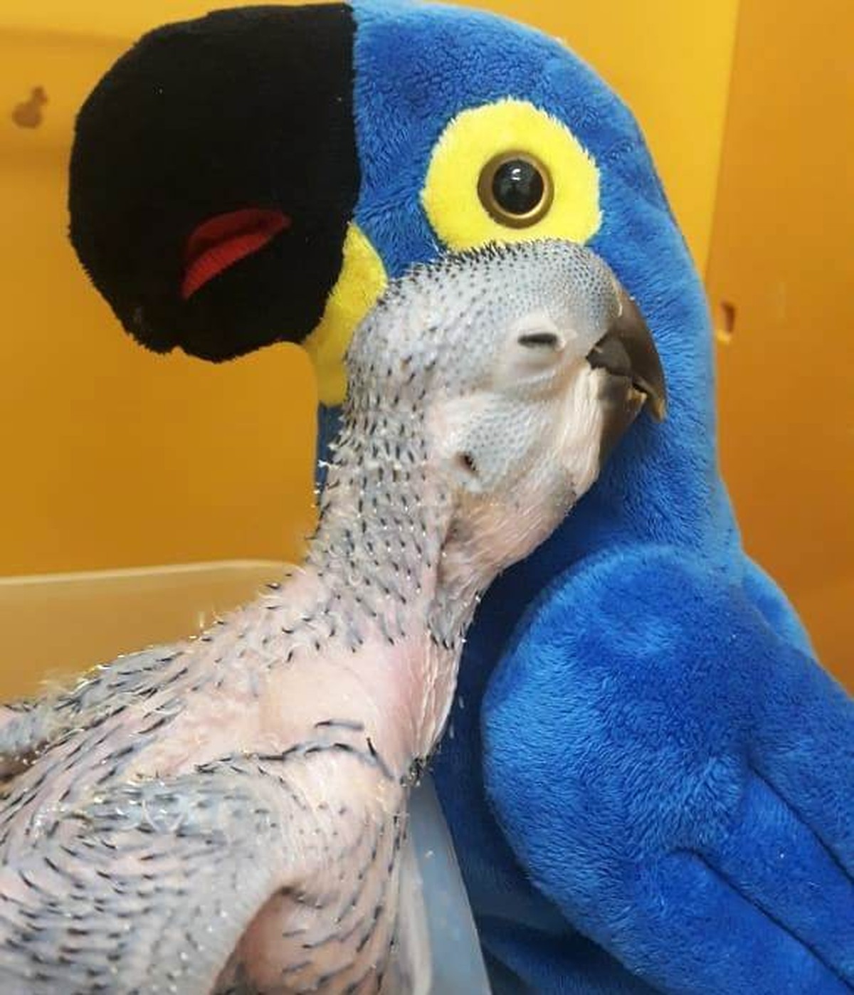 Filhotes de arara-azul-de-lear nascem em Centro de Conservação da Fauna ...