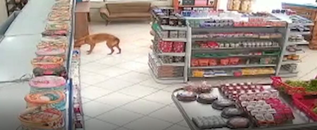 Cachorro caramelo invade mercado, rouba saco de pão com a boca e foge ...