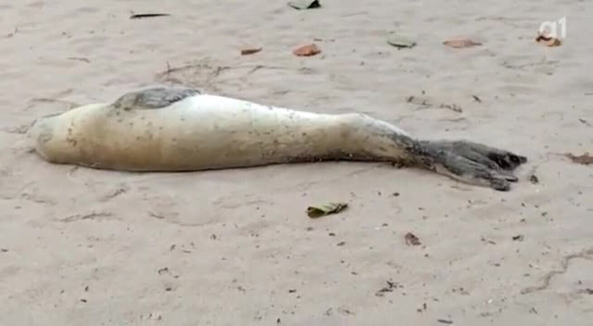 Foca é encontrada encalhada em Paraty; veja vídeo | Sul do Rio e Costa ...