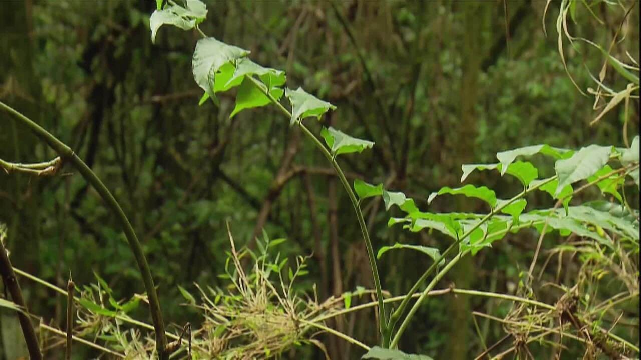 Planta que 'fala': interação do mundo vegetal é cada vez mais estudada ...