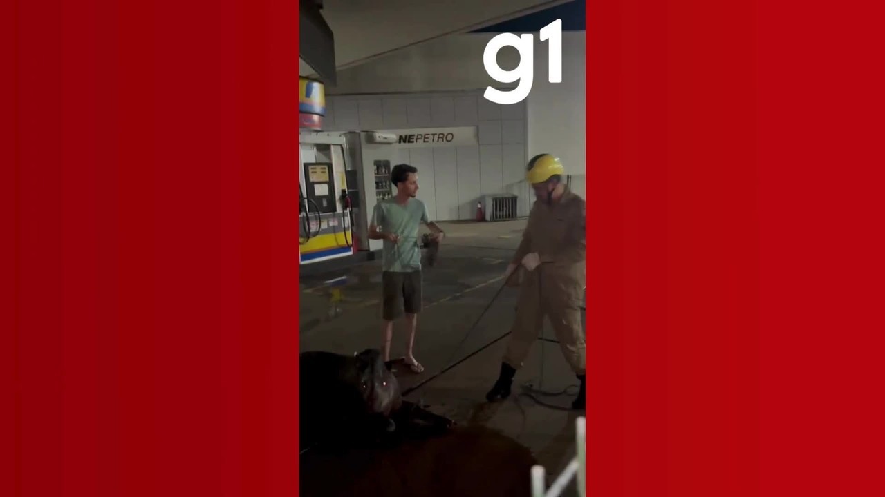 In Mato Grosso, a tapir broke a vehicle's window during rescue | News ...