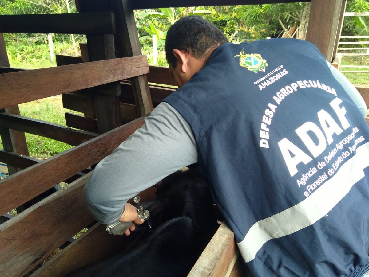 Mais de 97% de rebanhos bovino e bubalino no AM são imunizados contra febre aftosa, afirma Adaf ...