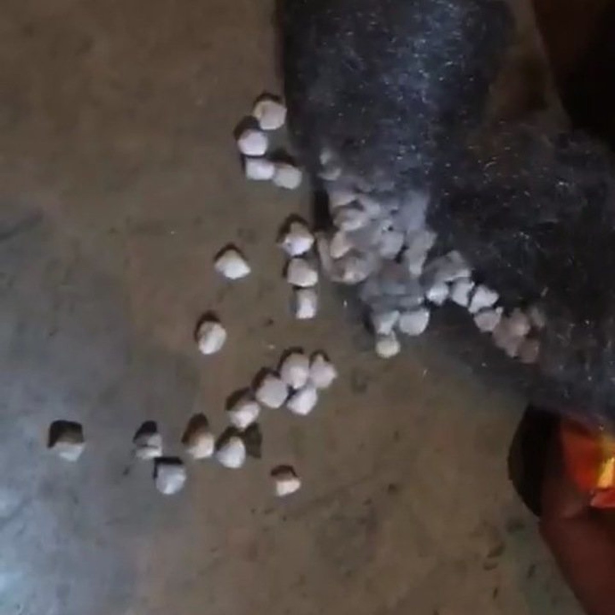 Polícia prende pai e filha por tráfico e apreende drogas dentro de ...