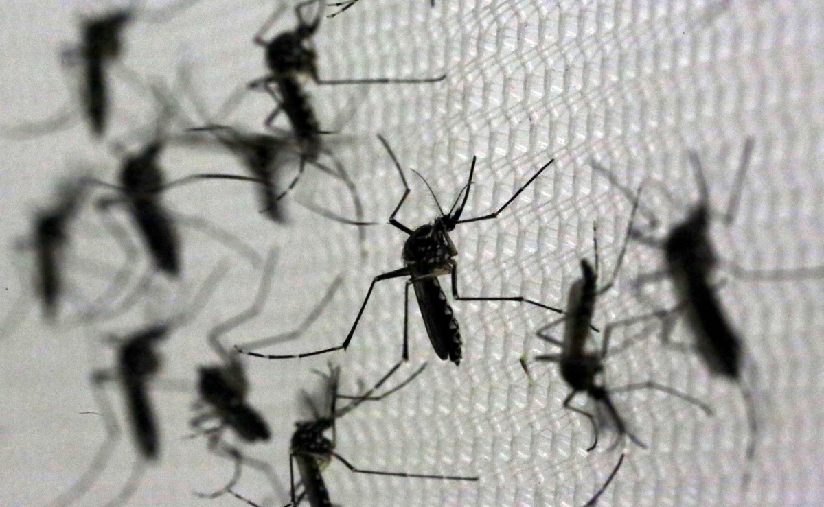 Número De Mortes Em Investigação Por Dengue Na Região No Início De 2024