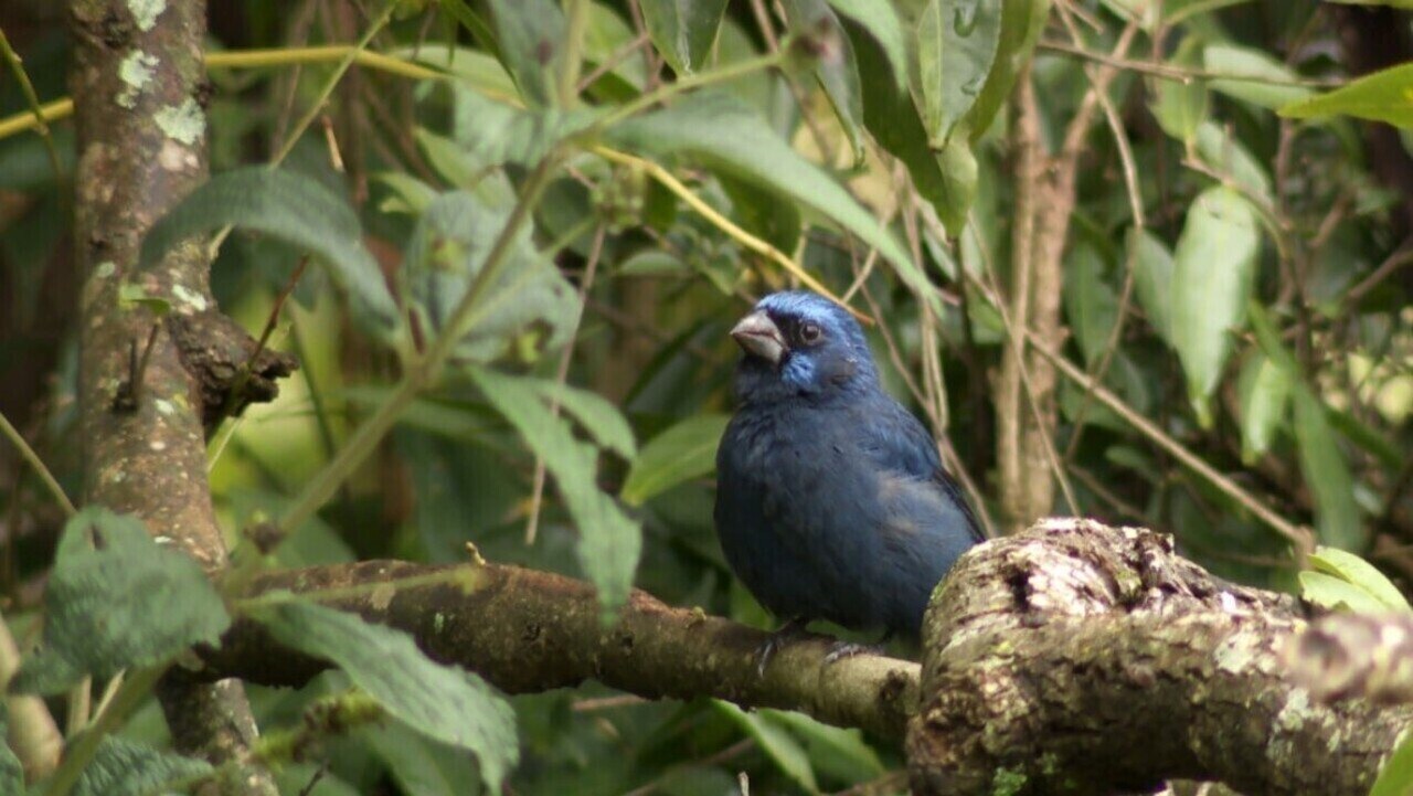Passarinhada em Analândia (SP) ressalta o amor pelas aves | Terra da ...