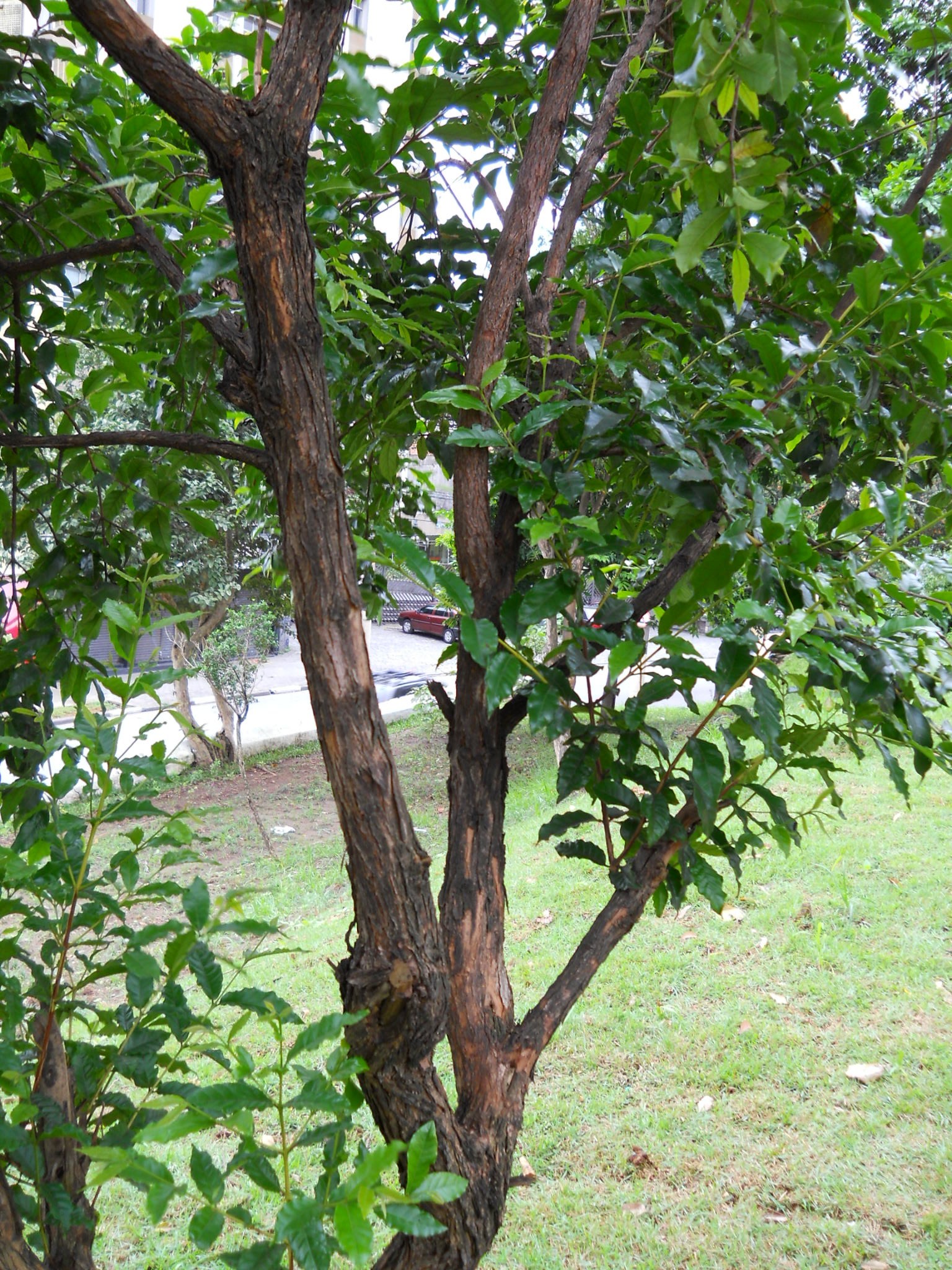 Cambuci é símbolo de preservação da Mata Atlântica paulista | G1