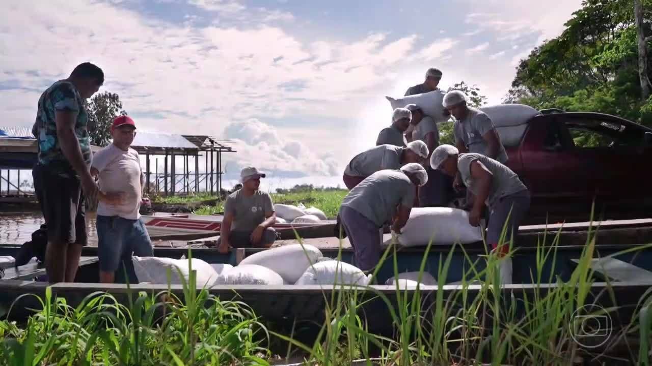 Bioeconomia na Amazônia: cultivo consciente de açaí transforma ...