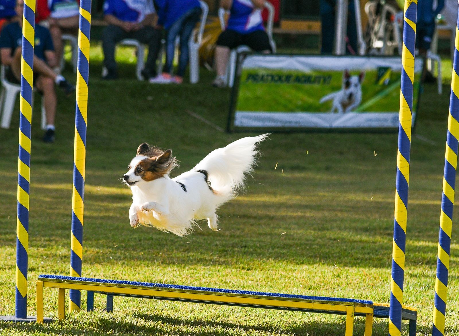 Coordenadora da Comissão Brasileira de Agility relata descaso e ...
