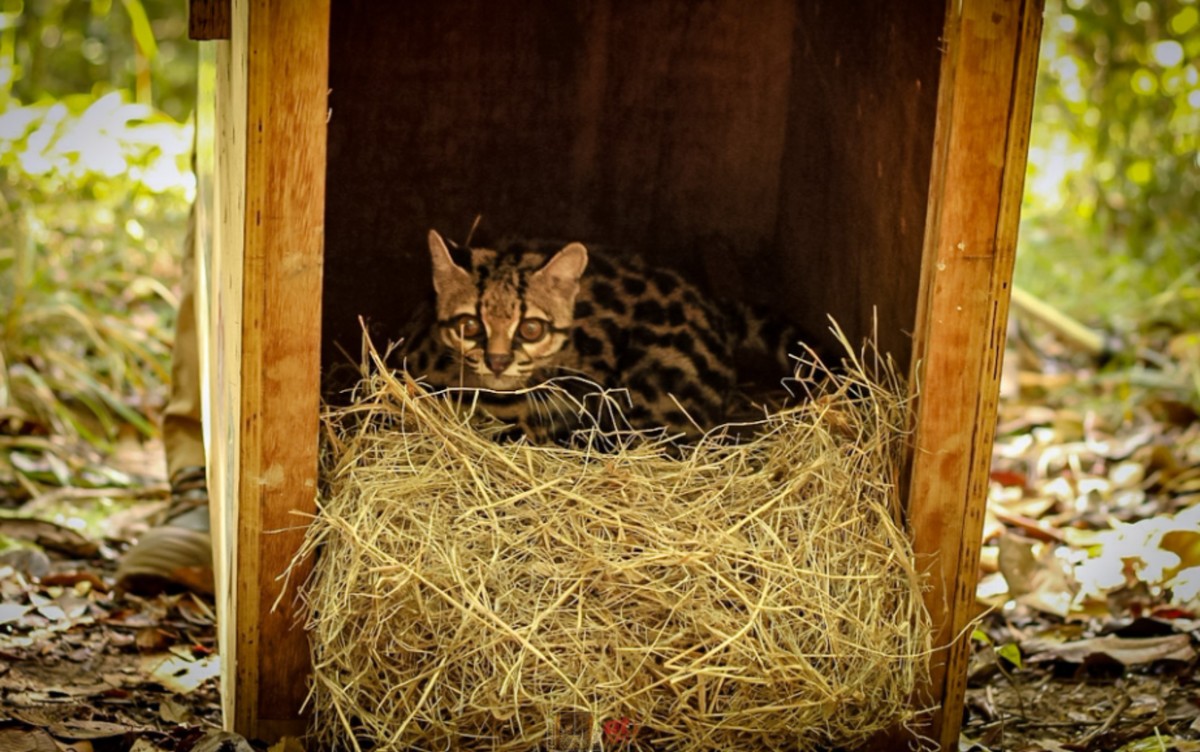 Felino ameaçado de extinção é solto em reserva ambiental na Bahia ...
