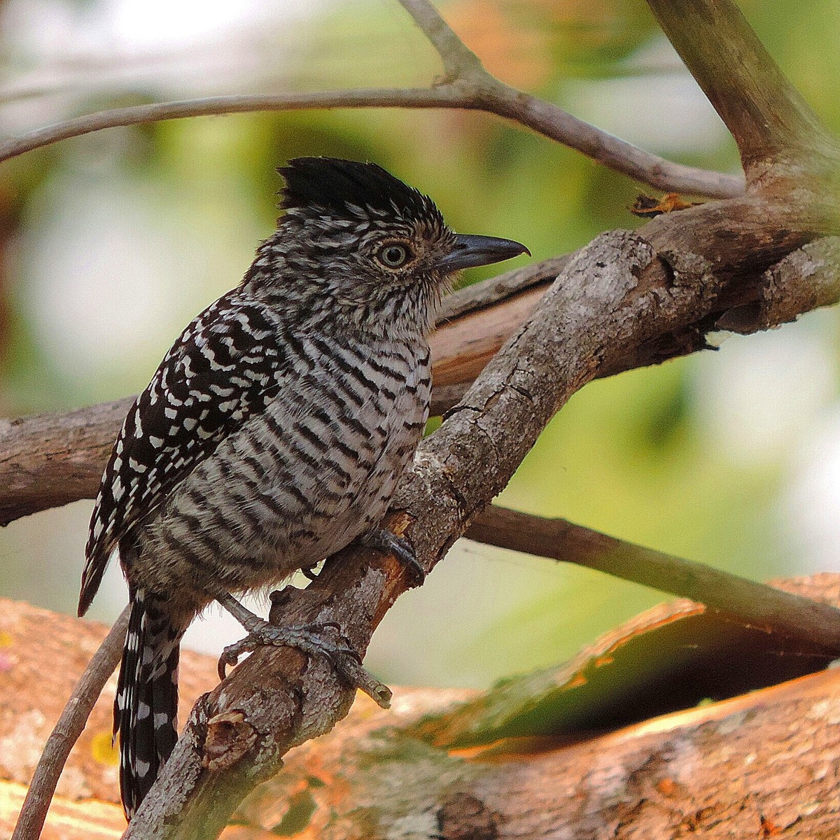 Professora registra choca-barrada e bico-de-lacre no interior de São ...