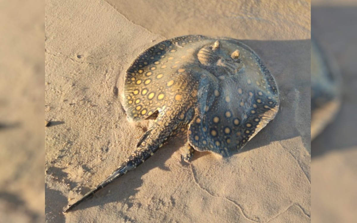 Arraia é encontrada morta às margens do Rio Araguaia | Goiás | G1