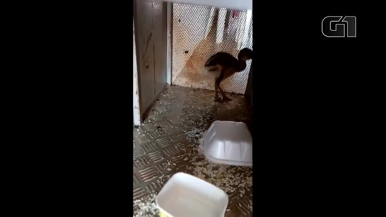 Trabalhador rural resgata filhote de ema ao lado de mãe morta em ...