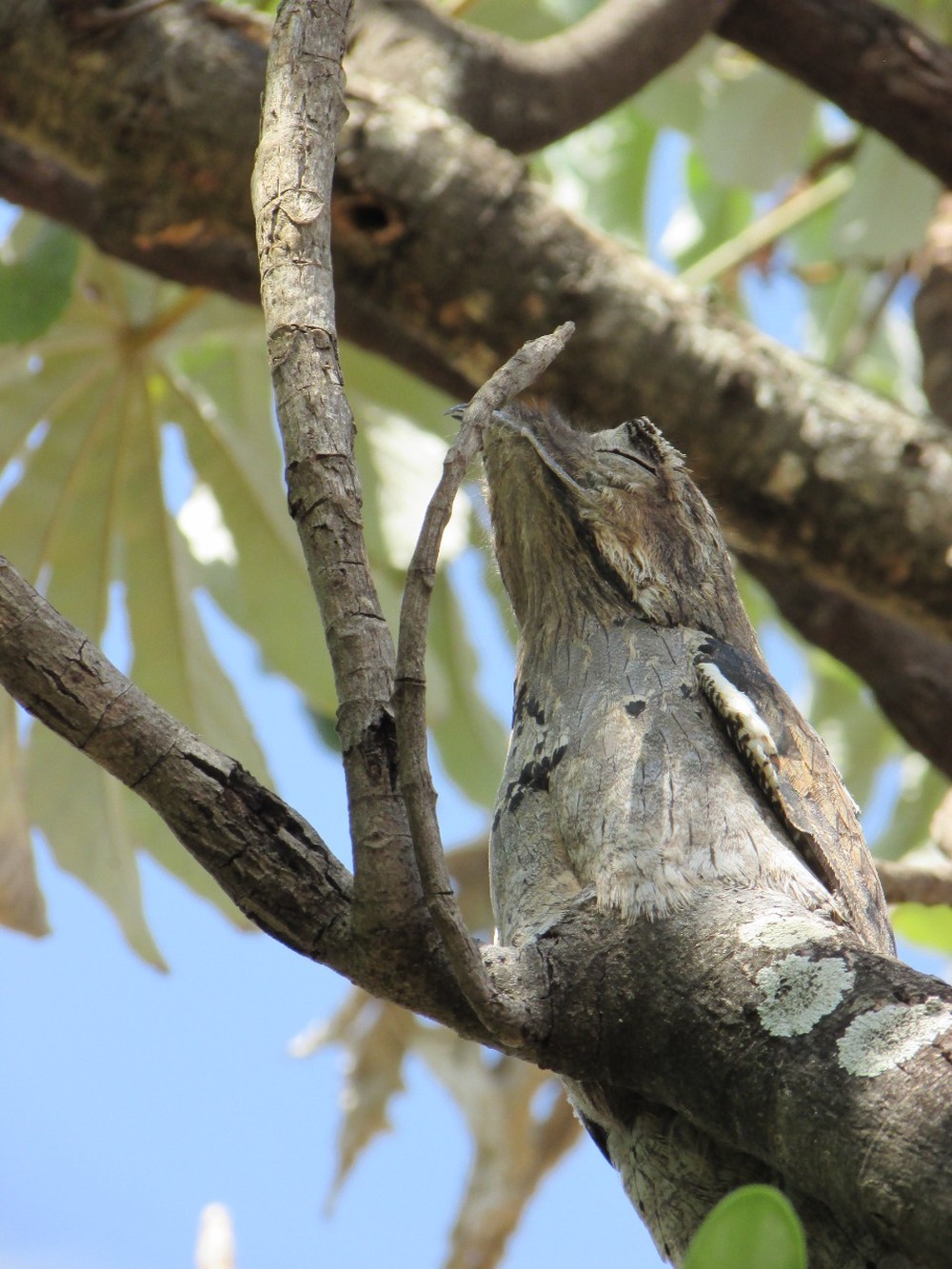 Urutau: conheça a ‘ave fantasma’ que tem o canto ‘apavorante’ e come ...