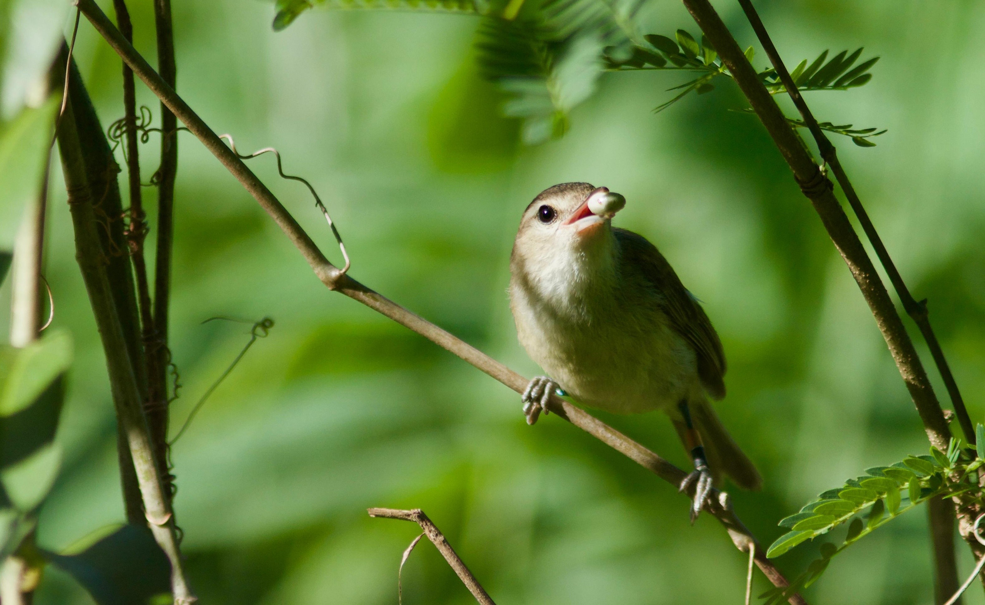 Sebito de Fernando de Noronha é classificado internacionalmente como ...
