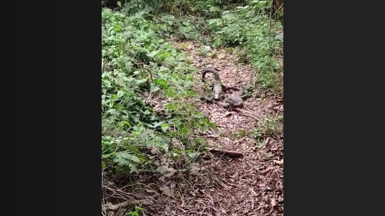 'Convívio amistoso': professor registra casal de teiús no PR | Terra da ...