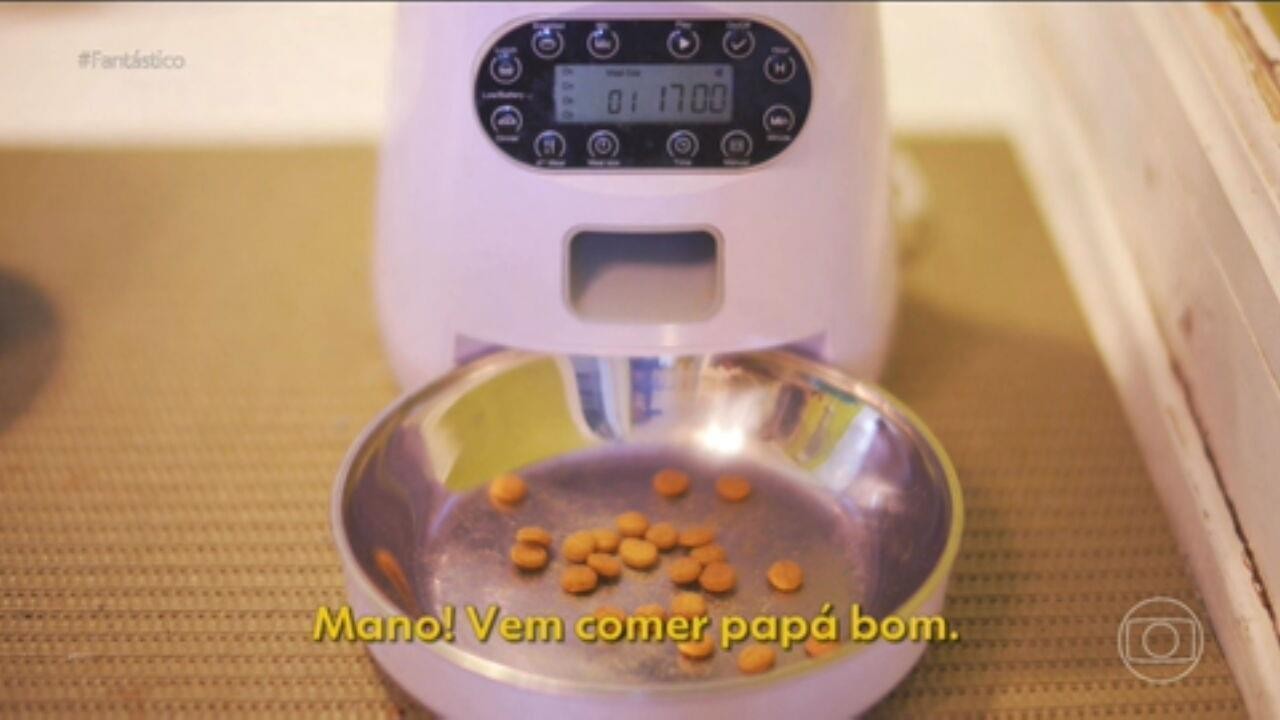 Robô coloca comida na medida certa para auxiliar dieta de gato e ...