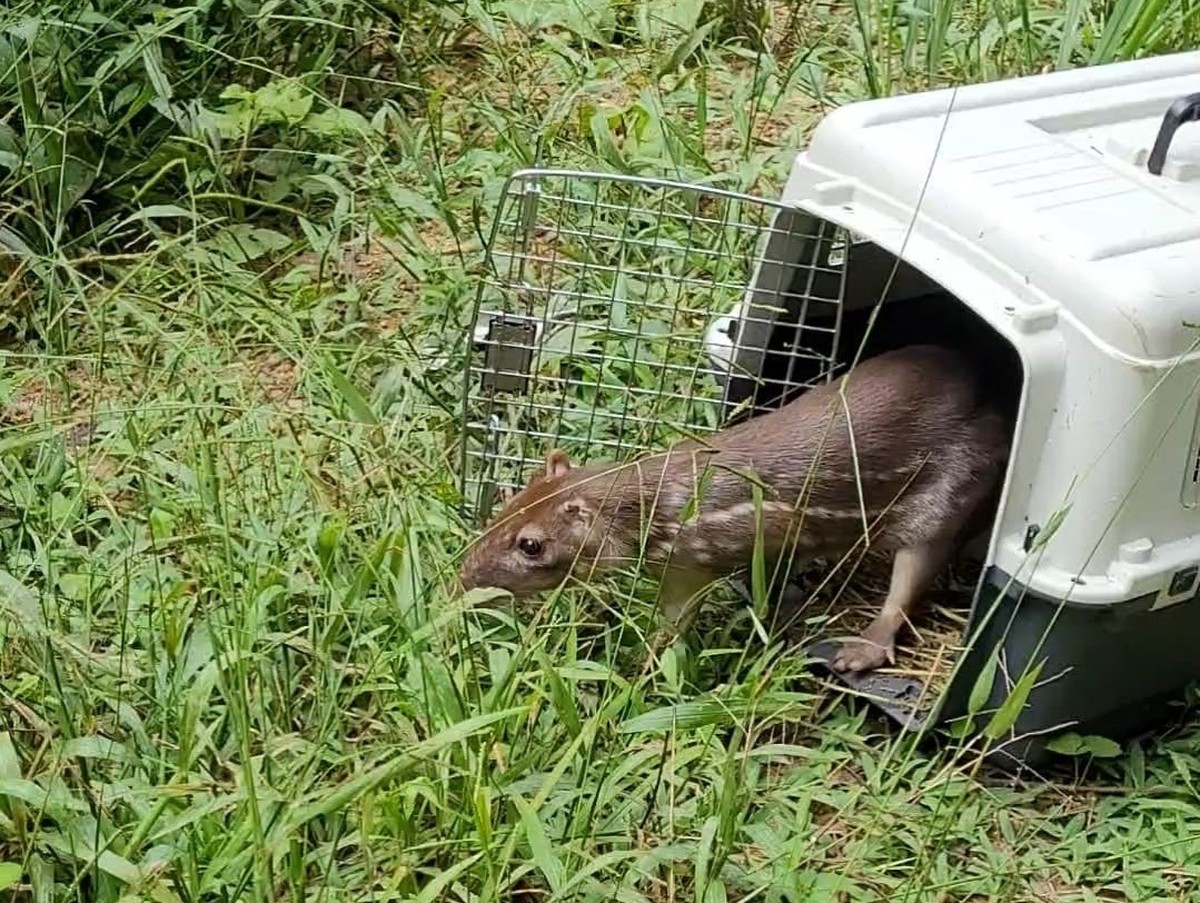 Paca encontrada baleada em Barra Mansa é devolvida à natureza após ...
