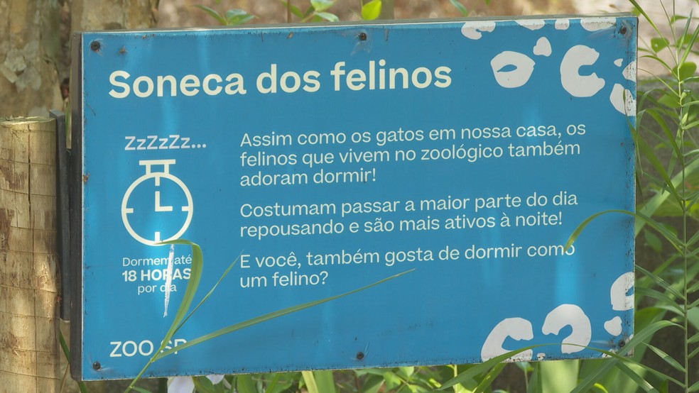 Zoológico de SP ganha 4 novos filhotes de leão a partir desta segunda ...