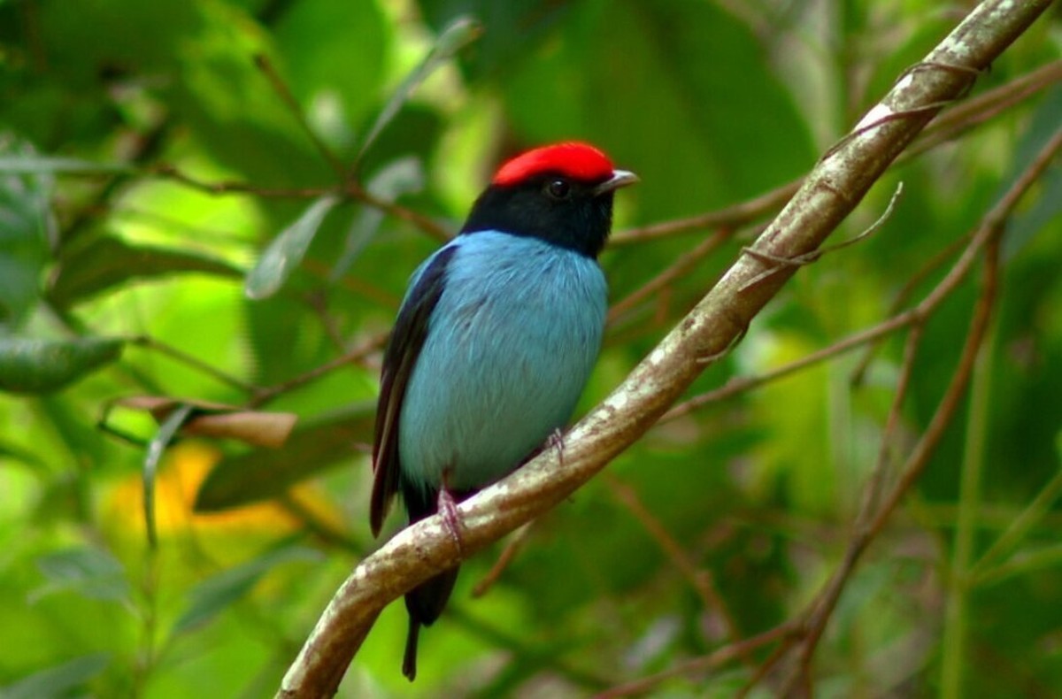 Tangarás dançam para conquistar a fêmea e exibição é filmada pelo Terra ...