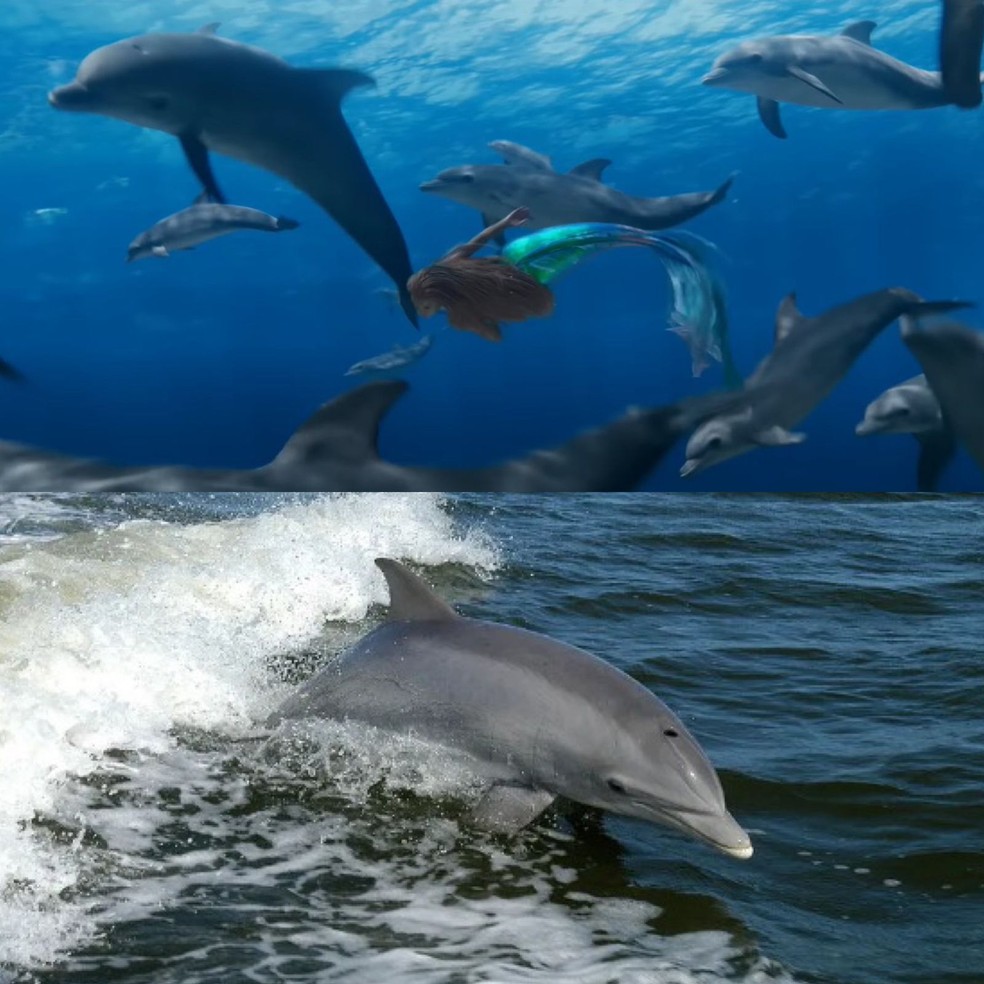 Os animais marinhos do filme 'A Pequena Sereia' existem?